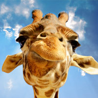 Creation Tidbits - The Giraffe